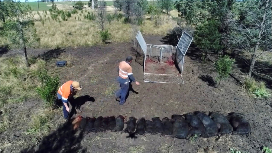 Collapsible Pig Trap – Trackers Traps