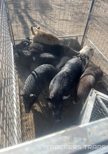 Standard Panel Trap – Trackers Traps