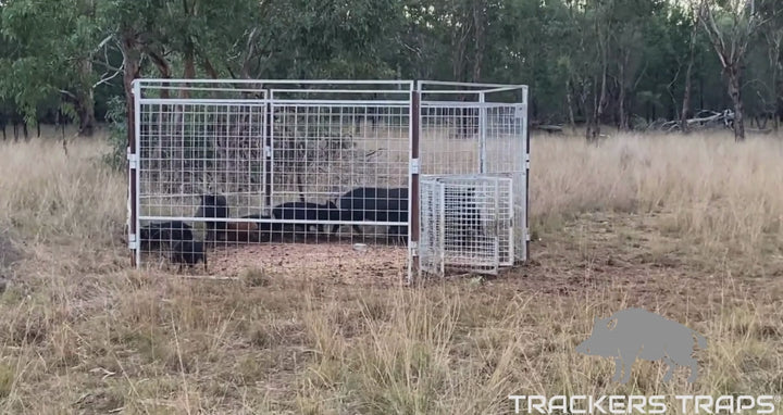 Standard Panel Trap – Trackers Traps